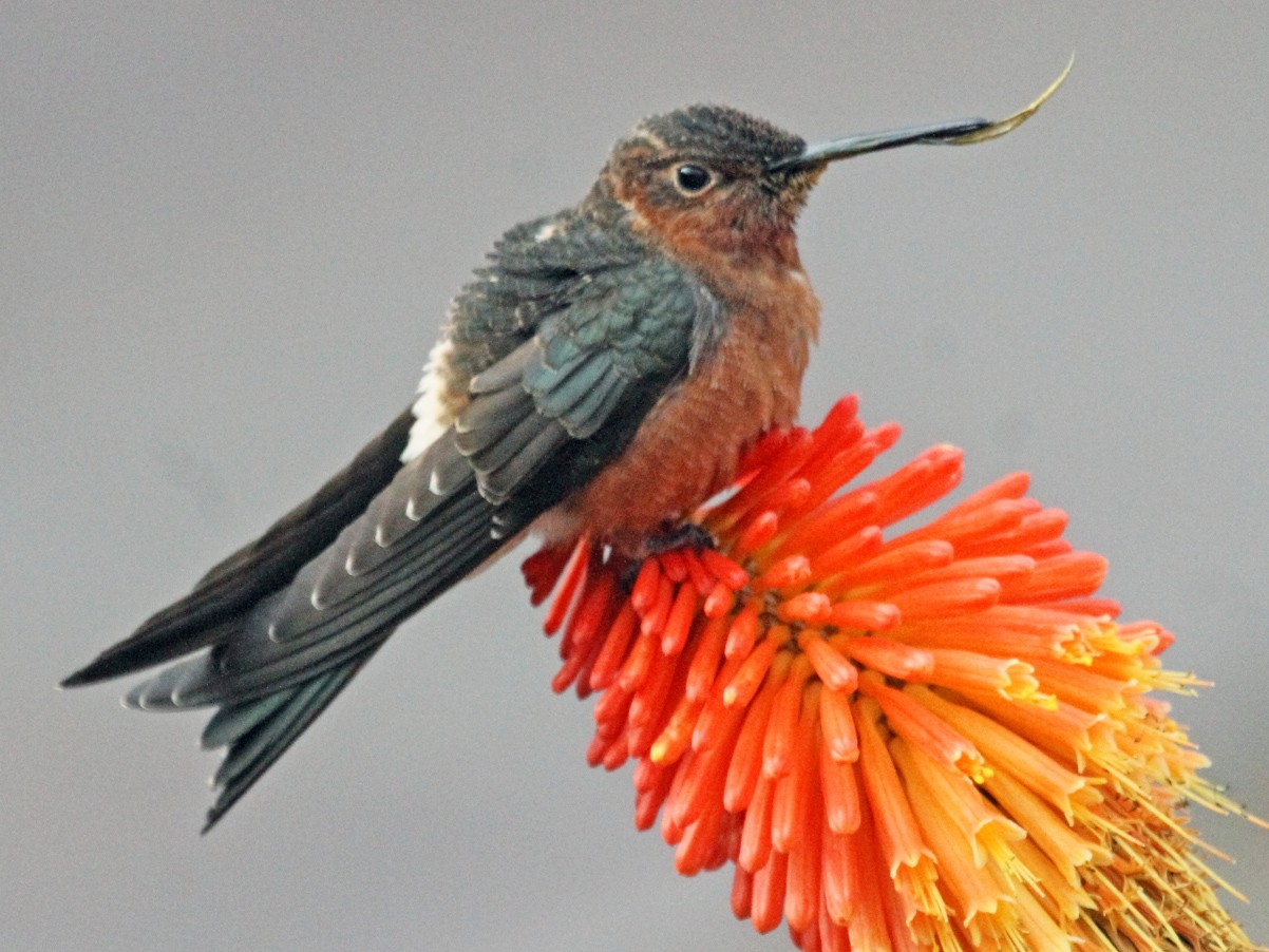 Giant Hummingbird