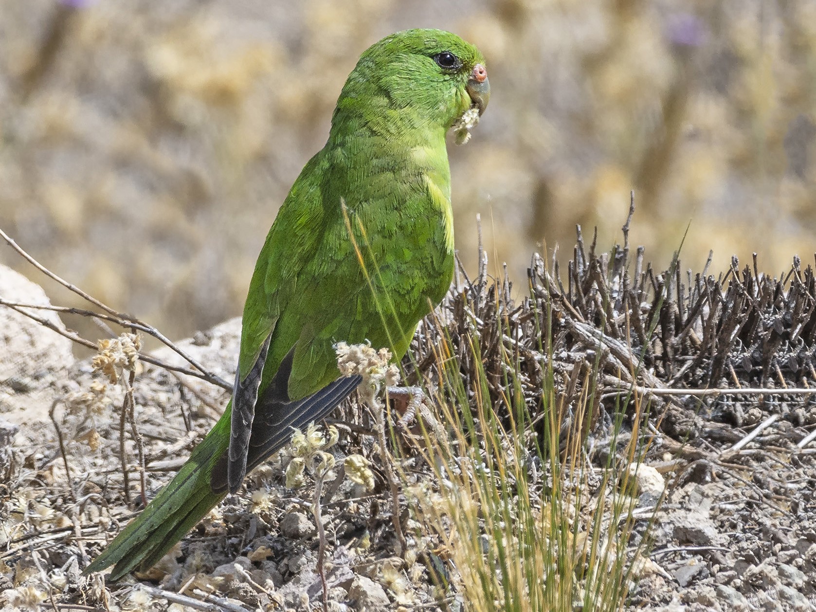 Perico cordillerano - eBird