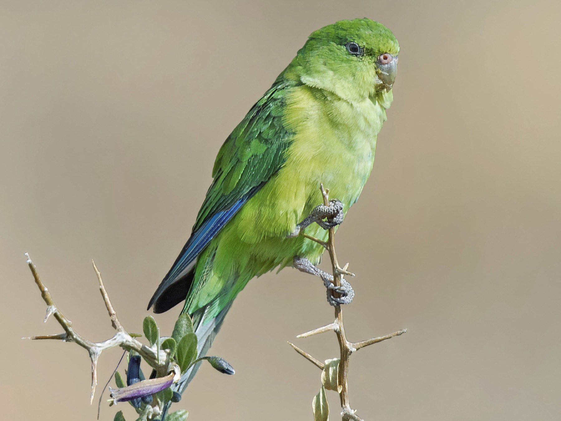 Perico cordillerano - eBird