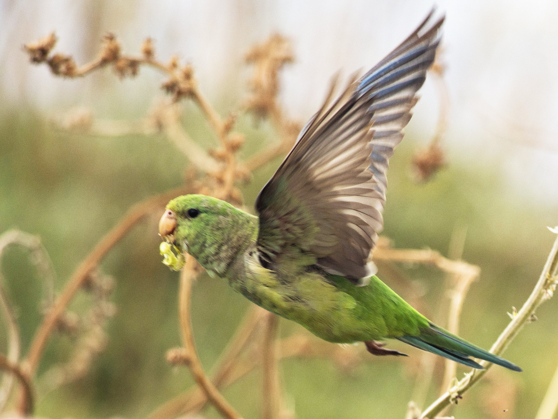 Mountain Parakeet - eBird