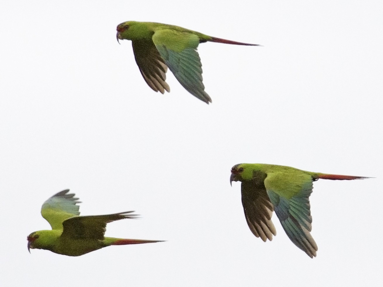 Slender-billed Parakeet - eBird
