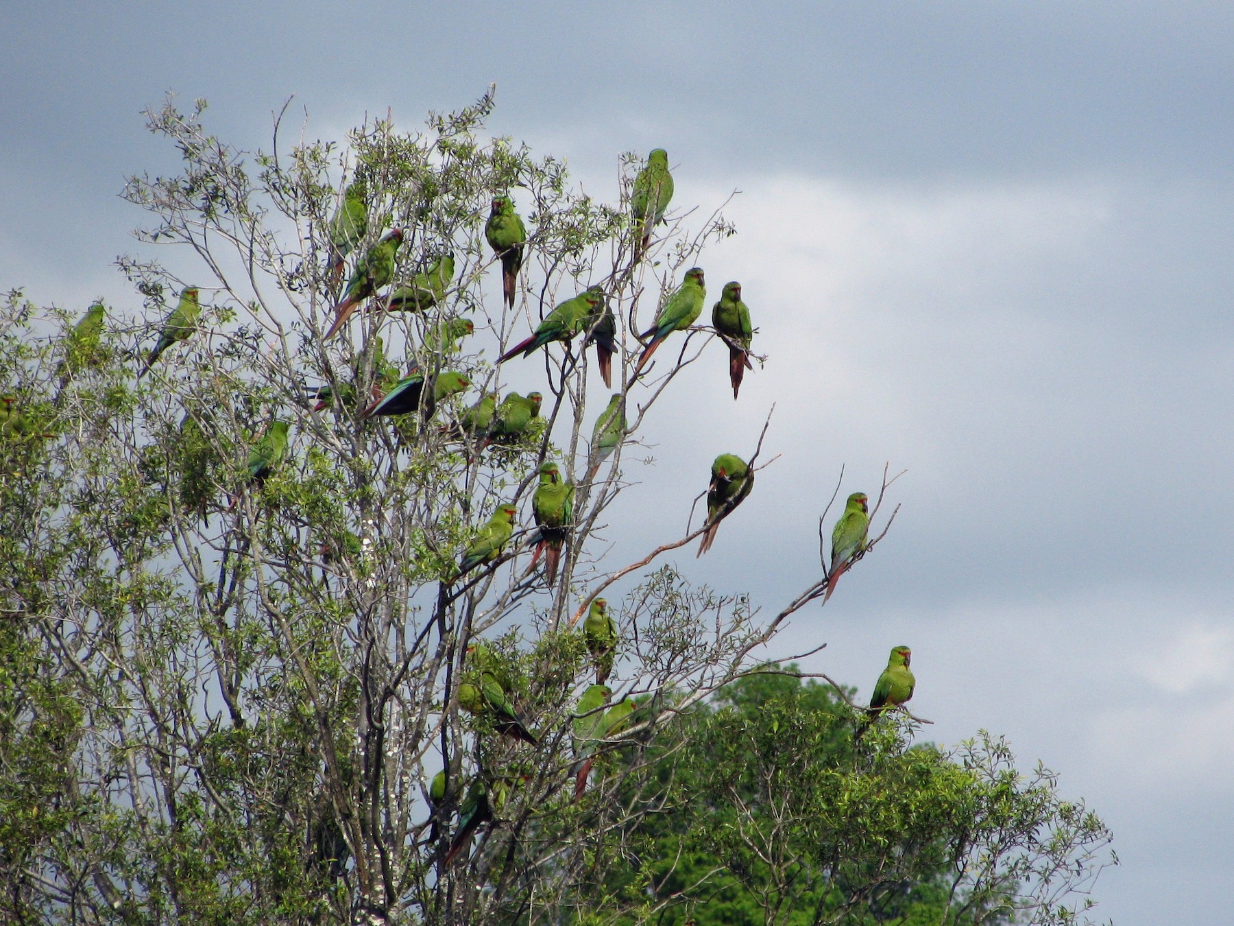 Slender-billed Parakeet - eBird