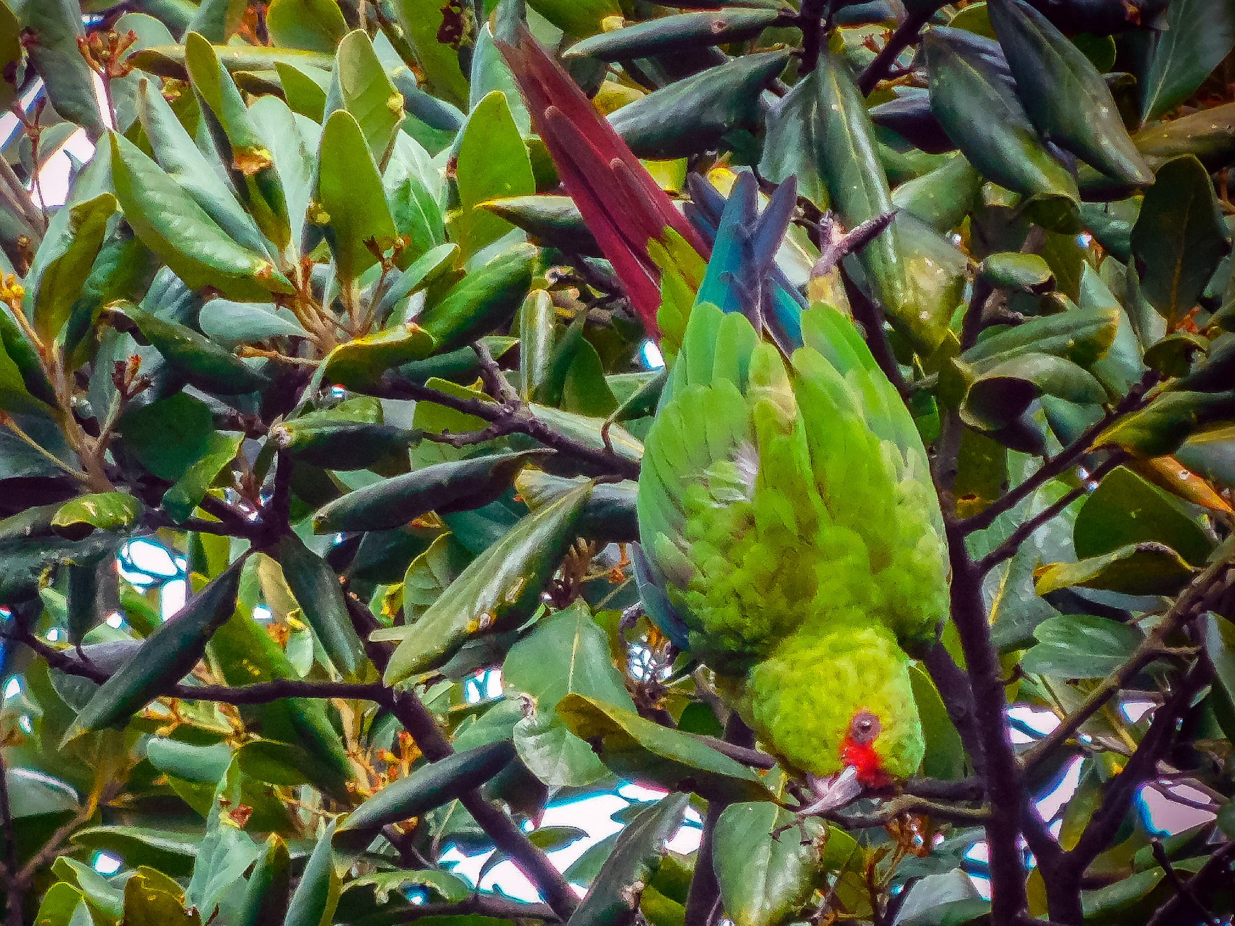 Slender-billed Parakeet - eBird