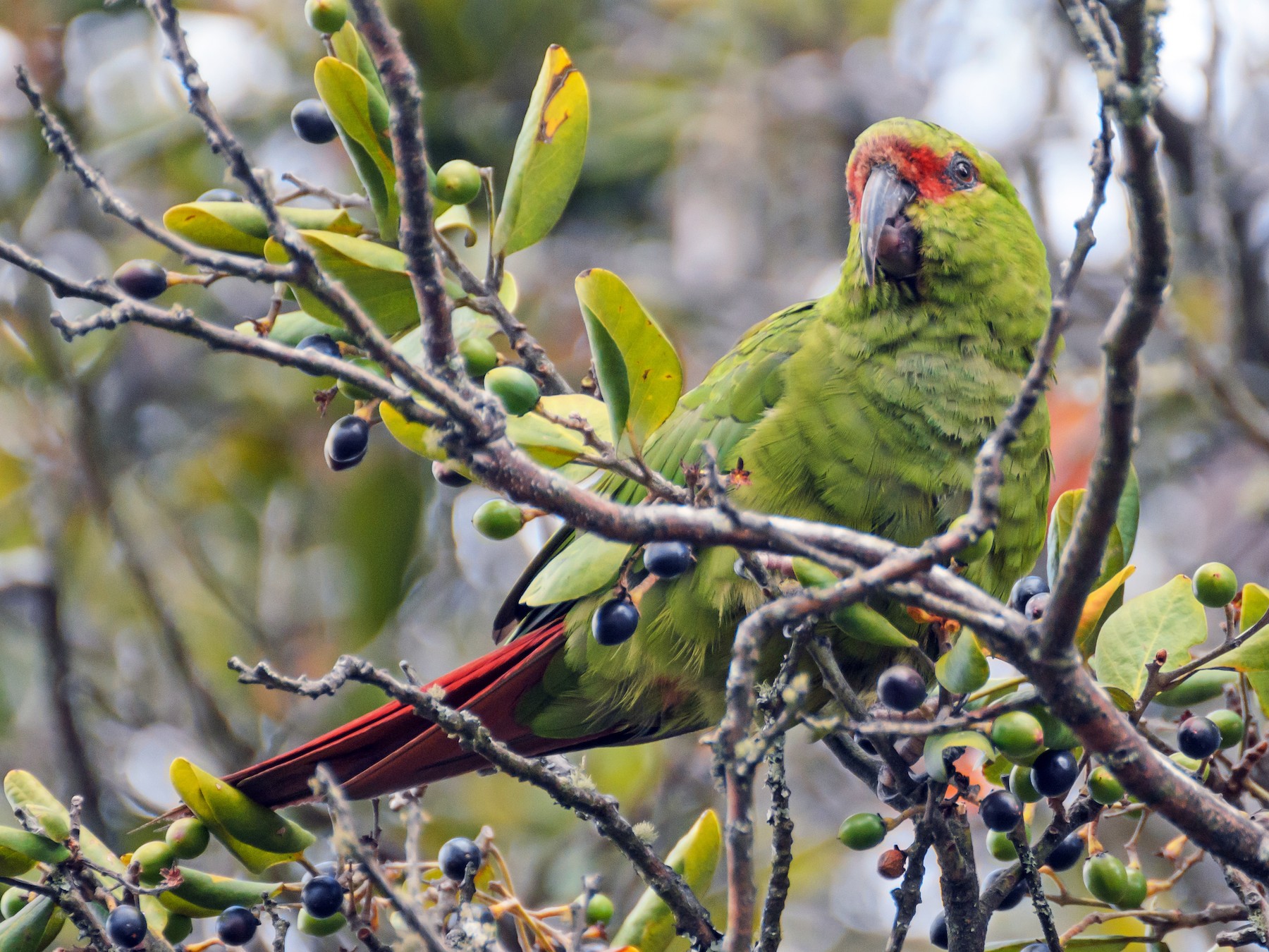 Slender-billed Parakeet - eBird