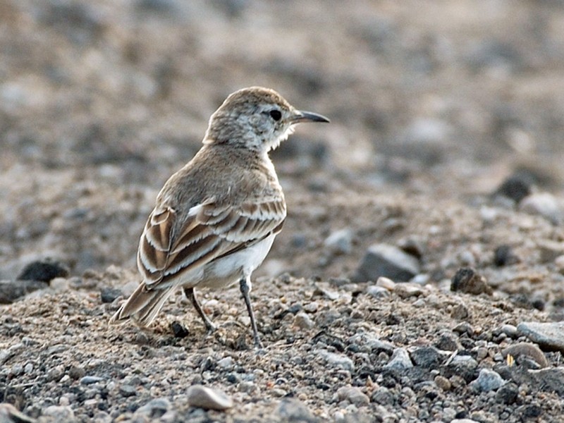 Common Miner - eBird