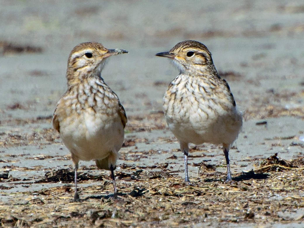 Common Miner - eBird