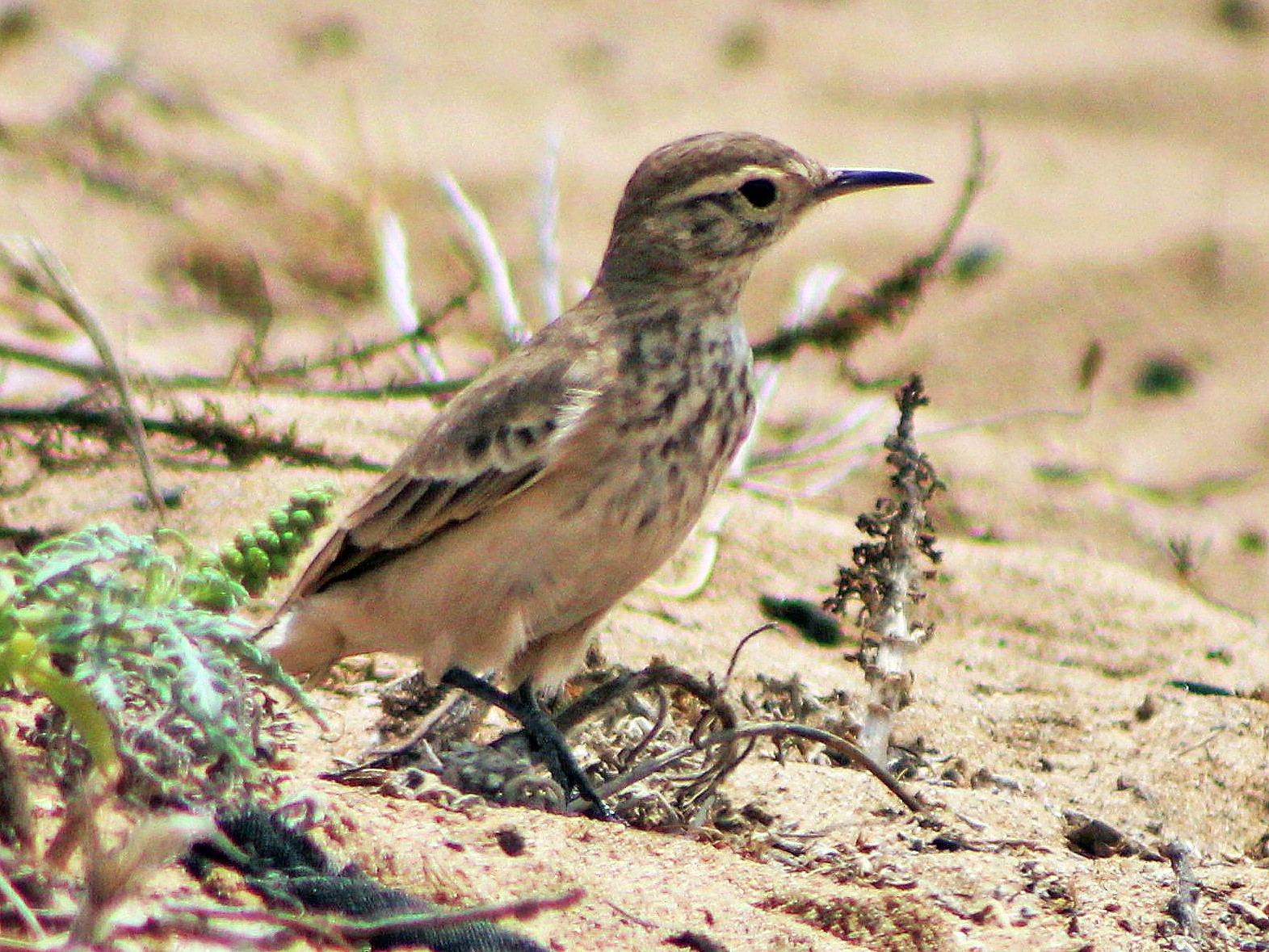Common Miner - eBird