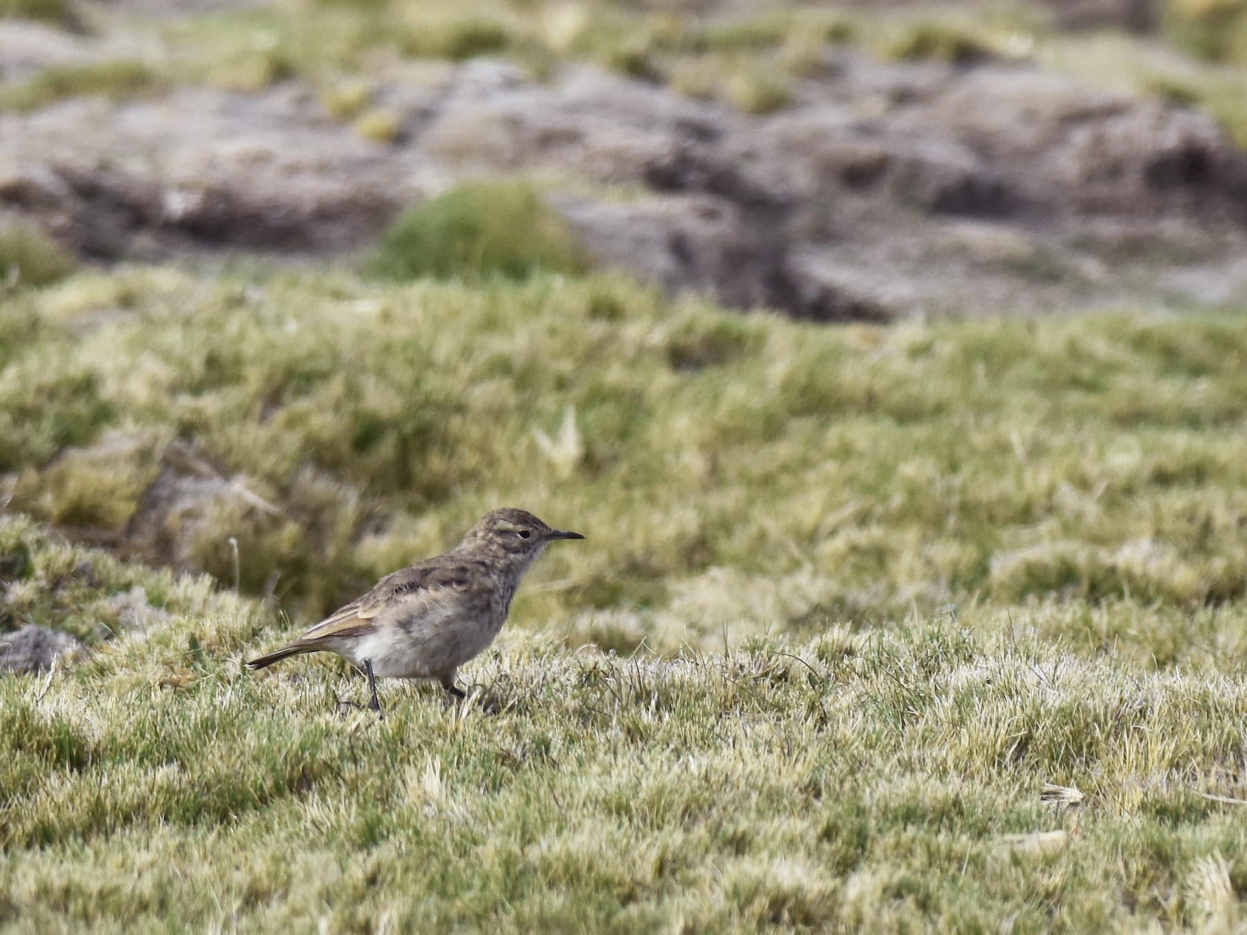 Common Miner - eBird