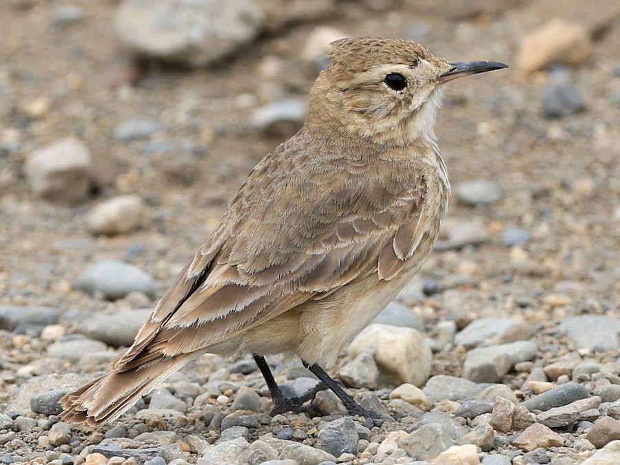 Common Miner - eBird