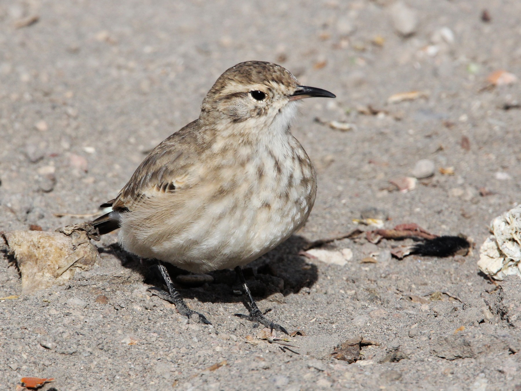 Common Miner - eBird