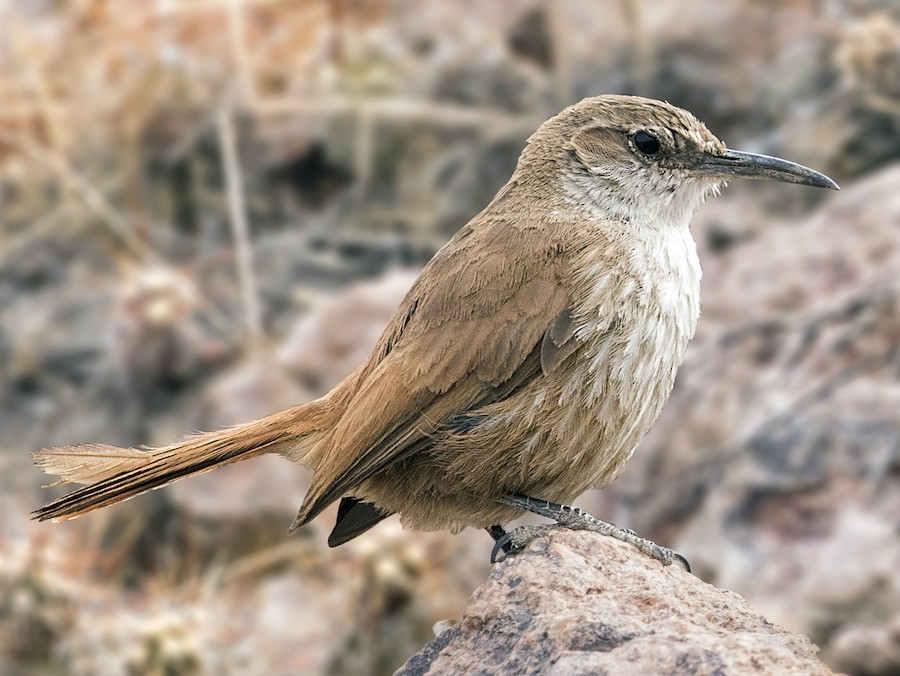 Straight-billed Earthcreeper - eBird