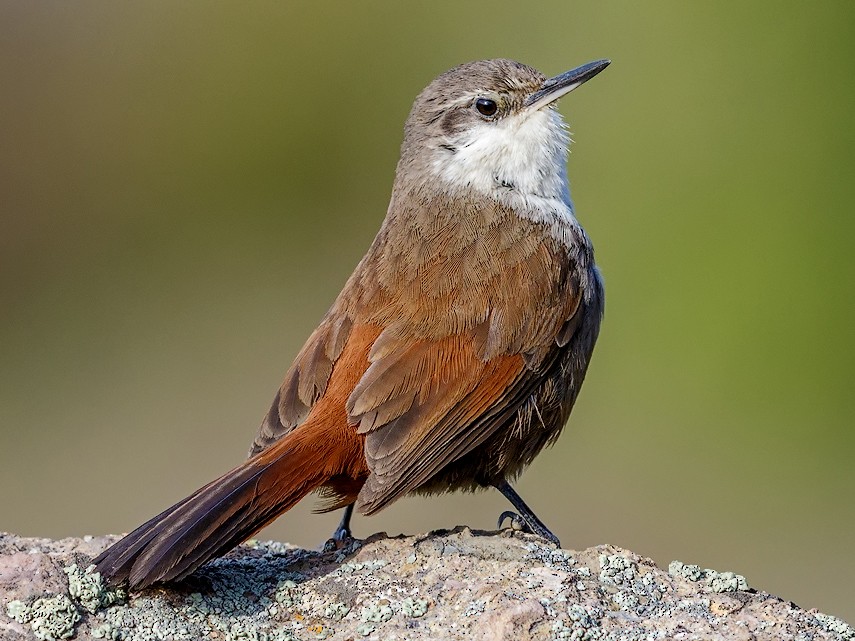 Crag Chilia - eBird