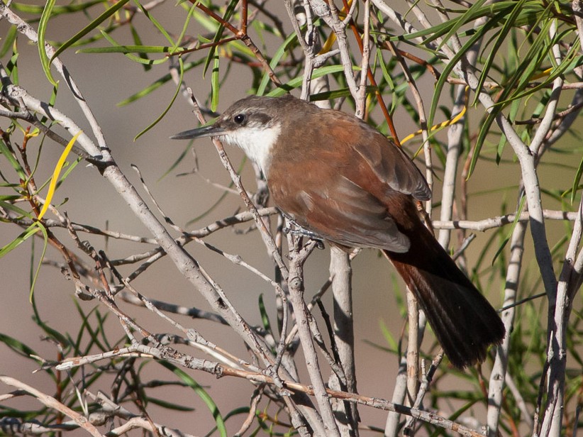Chiricoca - eBird