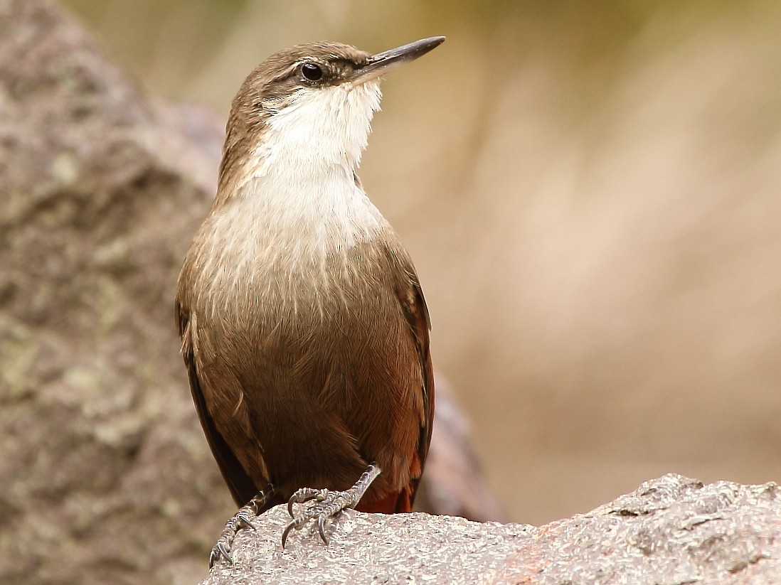 Crag Chilia - eBird