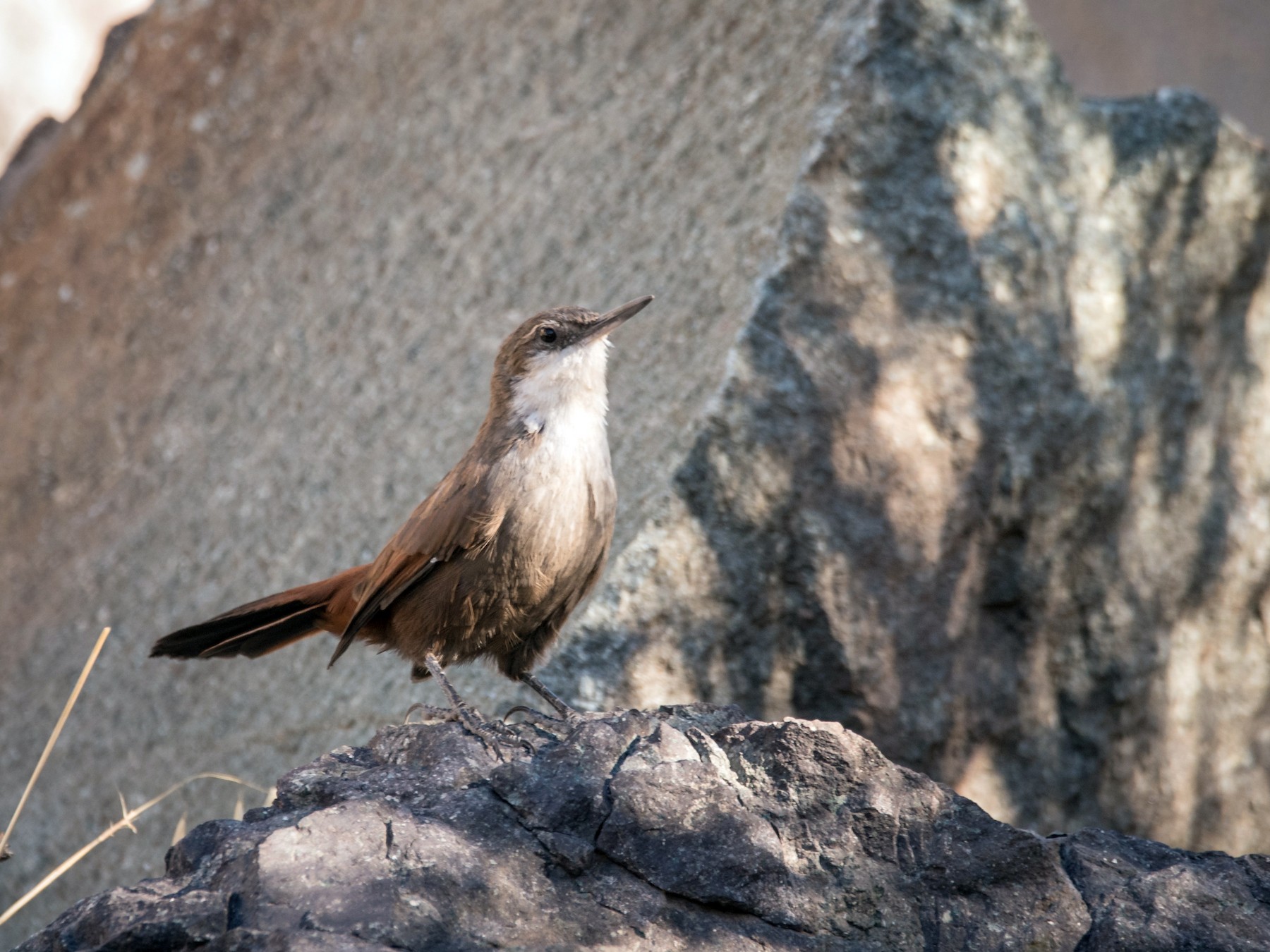Crag Chilia - eBird