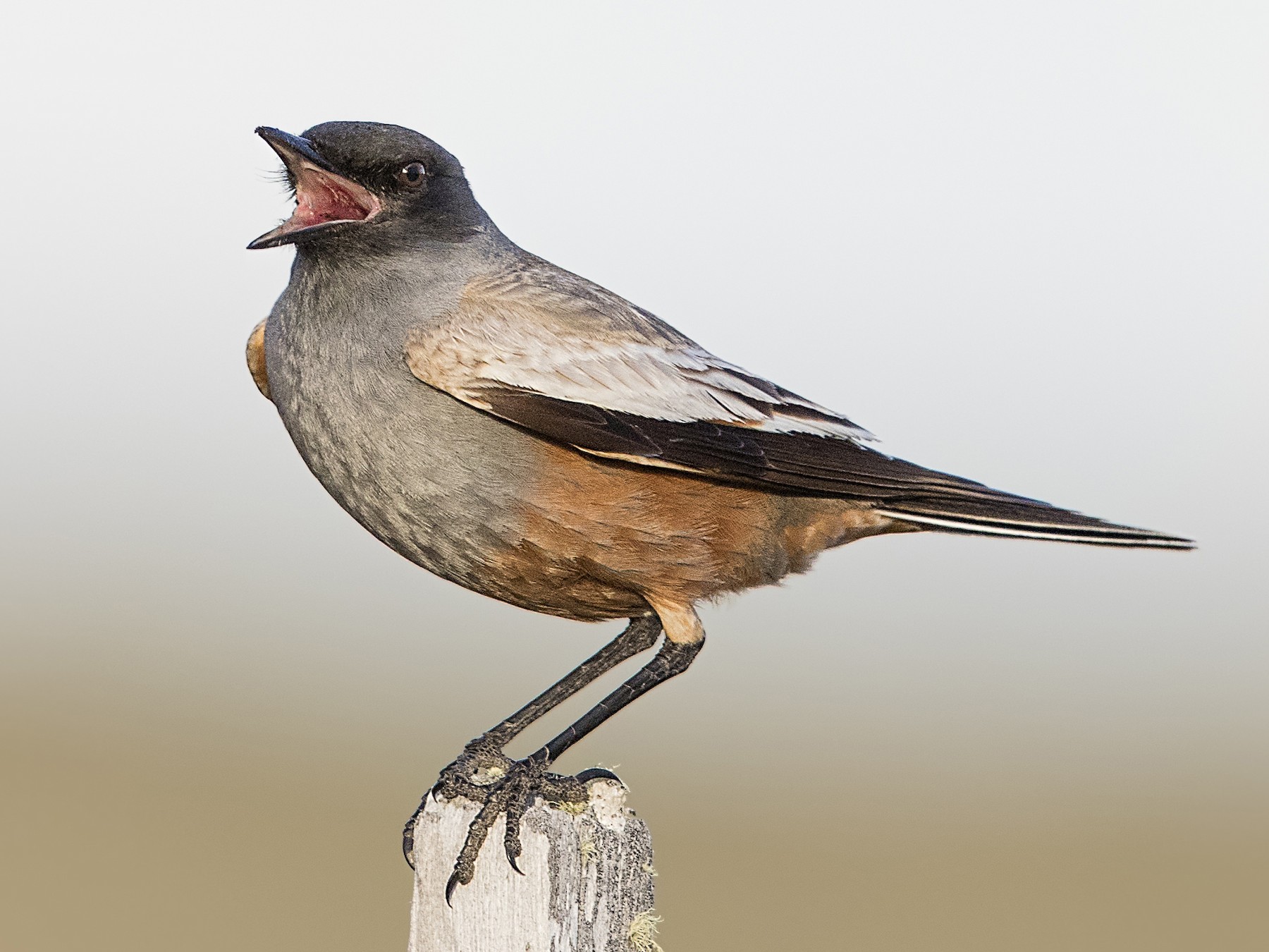 Chocolate-vented Tyrant - eBird