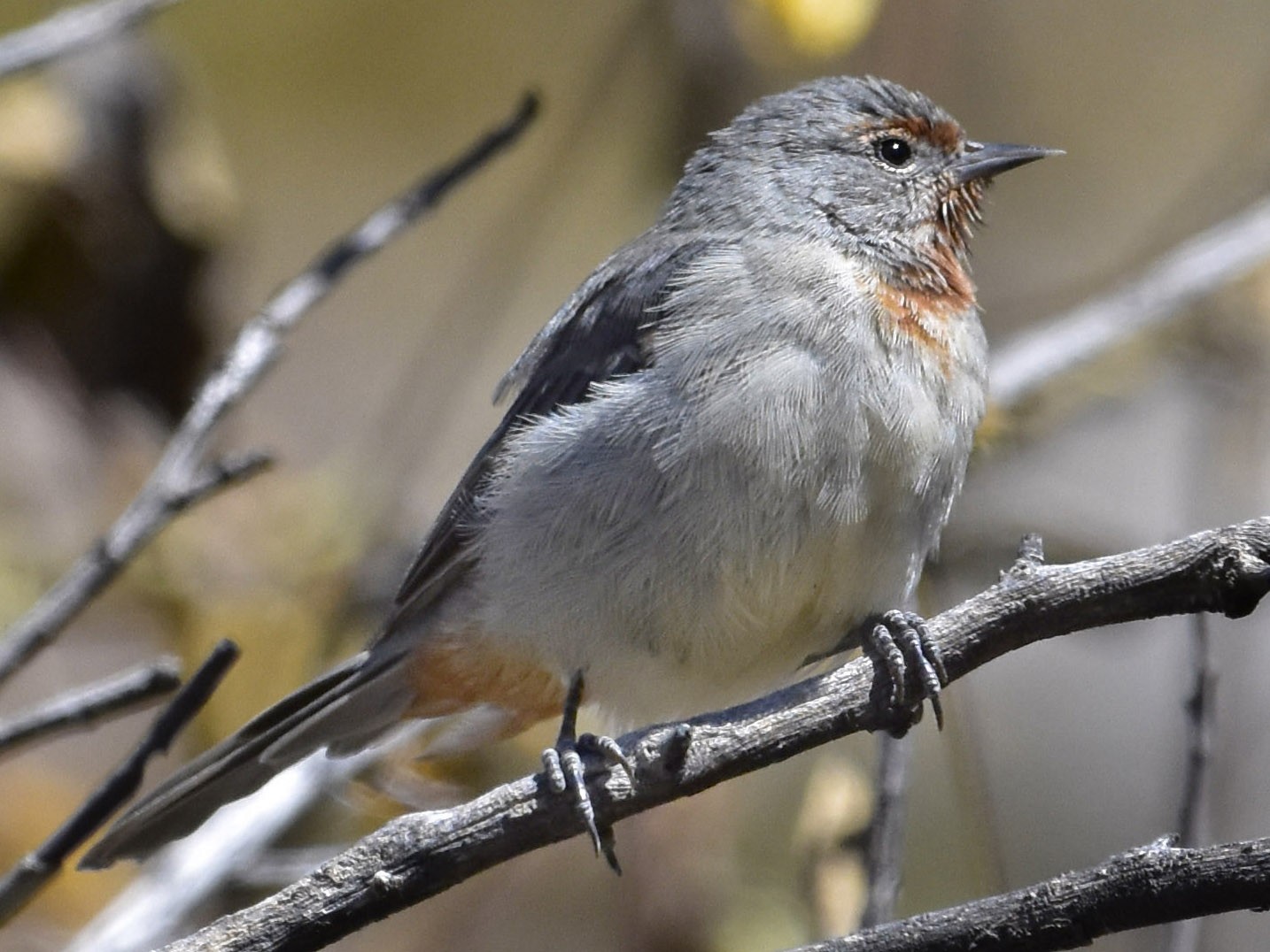Tamarugo Conebill - eBird
