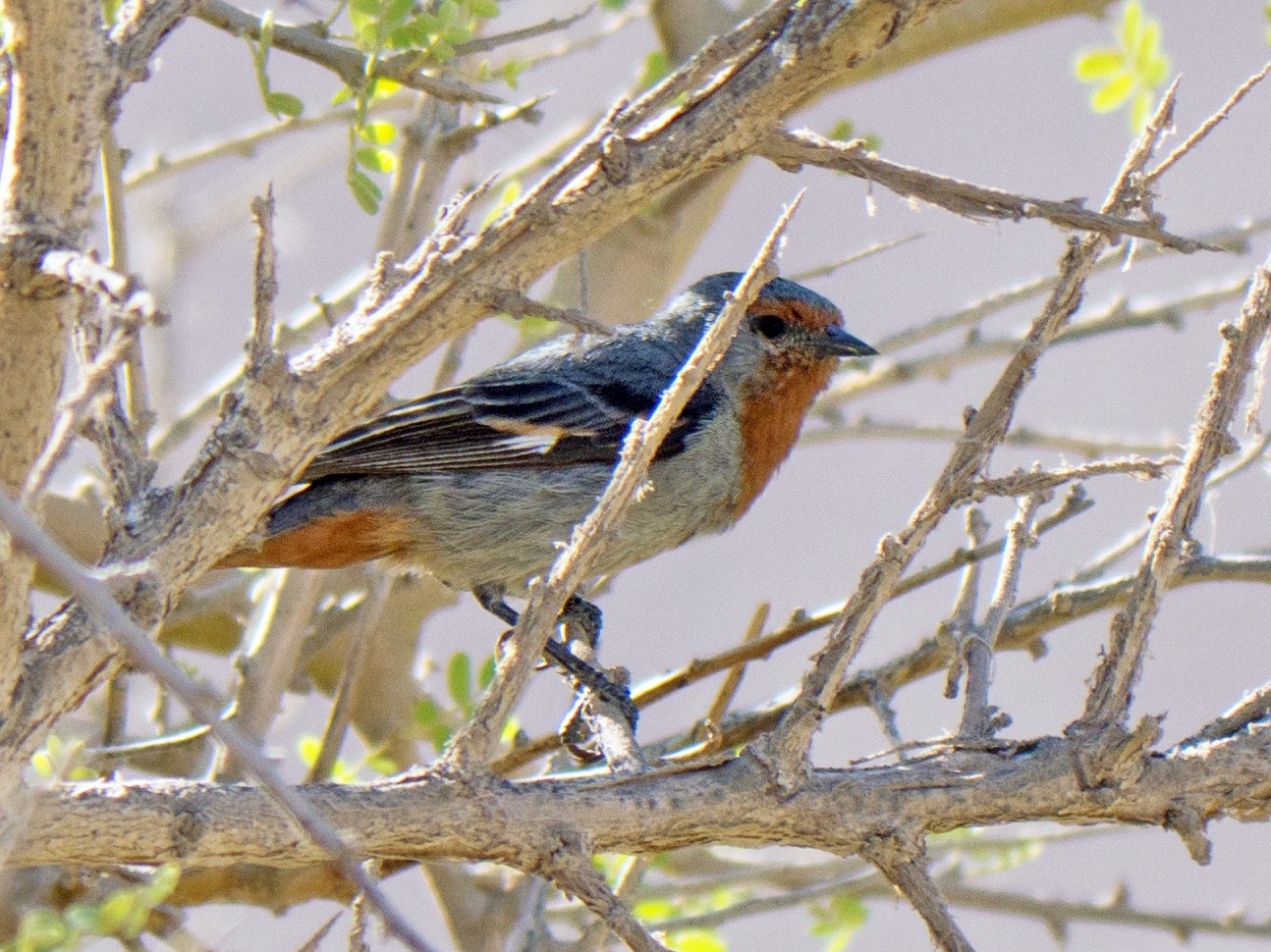 Tamarugo Conebill - eBird