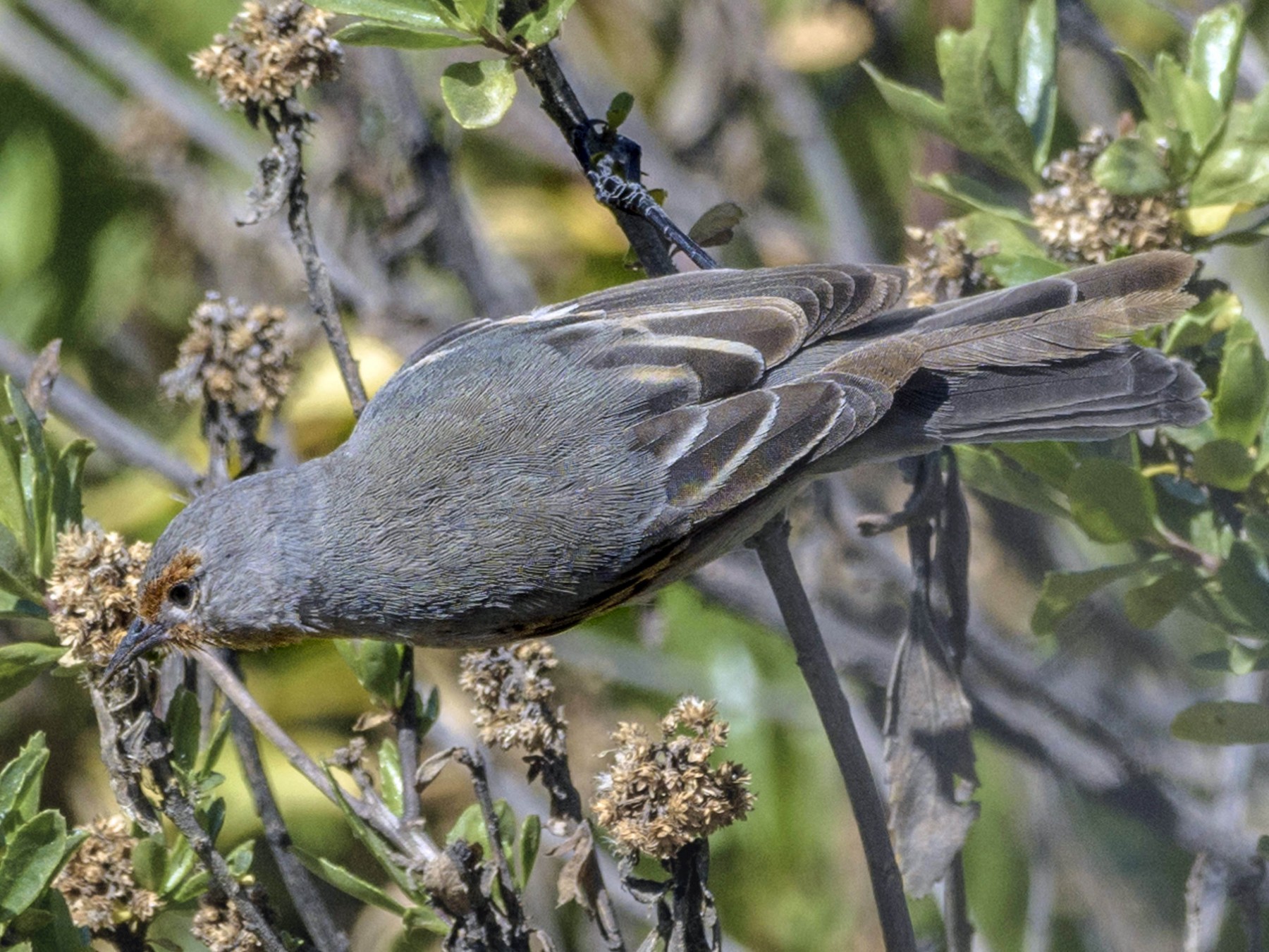 Tamarugo Conebill - eBird