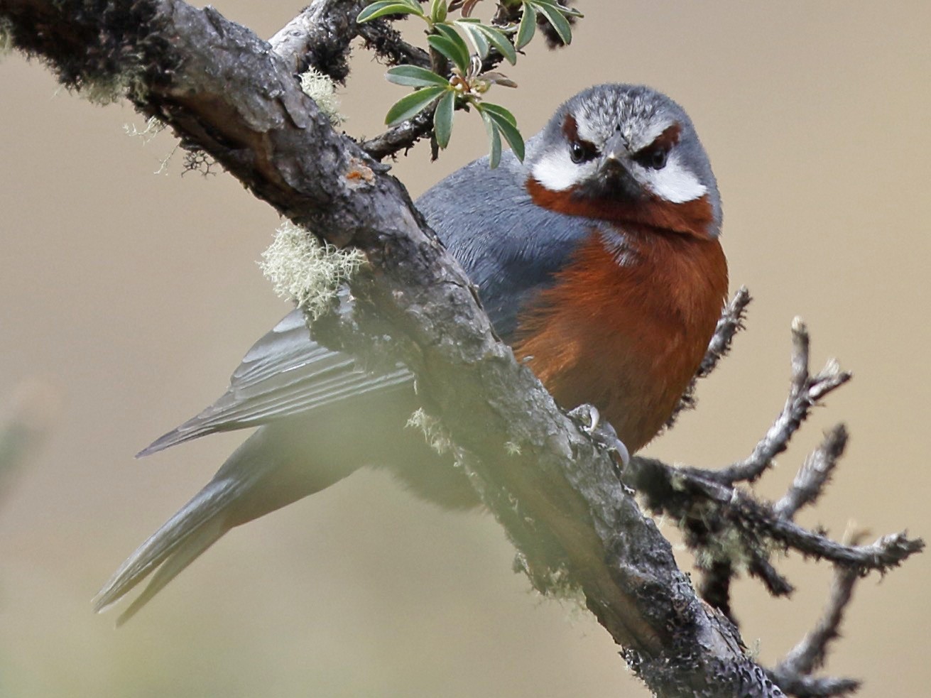 Giant Conebill - eBird