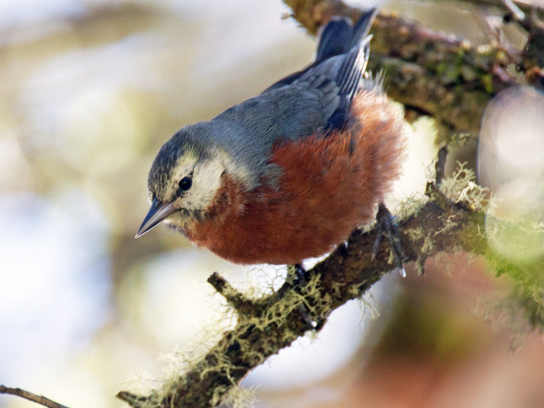 Giant Conebill - eBird