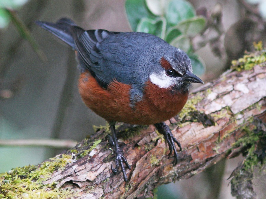 Giant Conebill - eBird