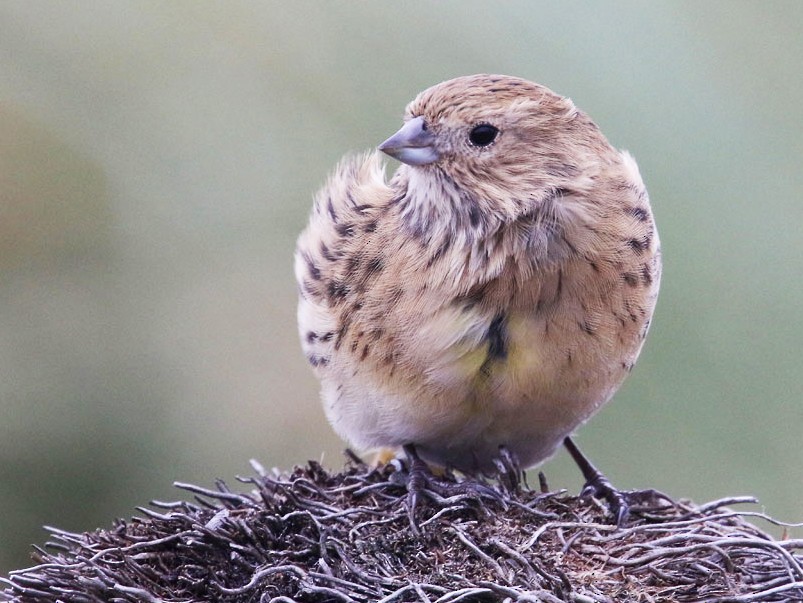 White-bridled Finch - eBird