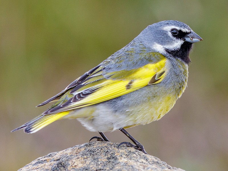 White-bridled Finch - eBird