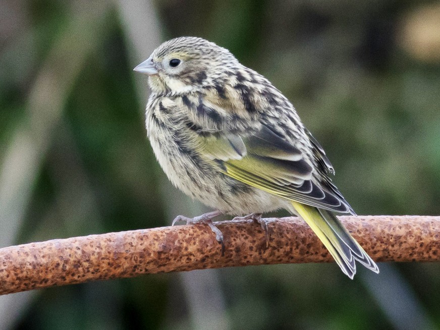 White-bridled Finch - eBird