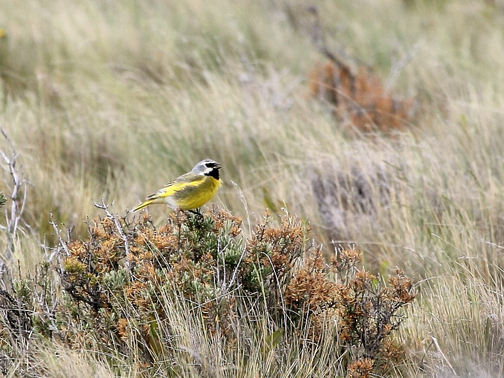 White-bridled Finch - eBird