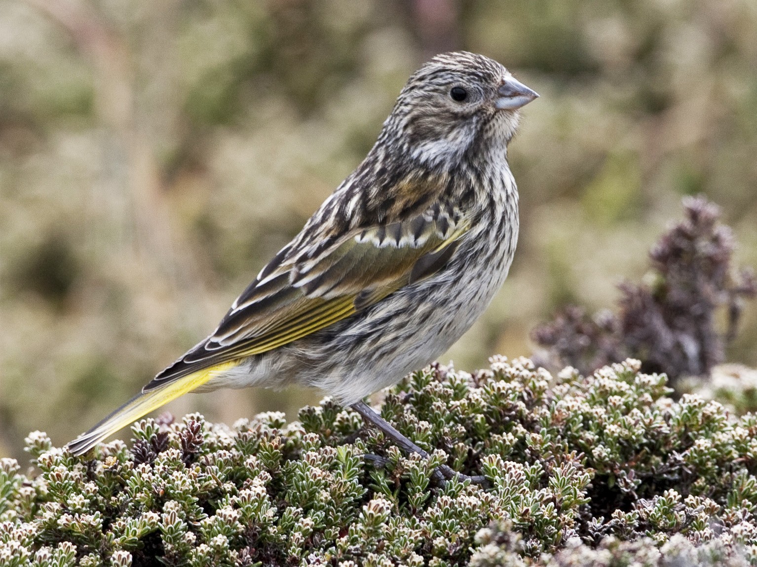White-bridled Finch - eBird