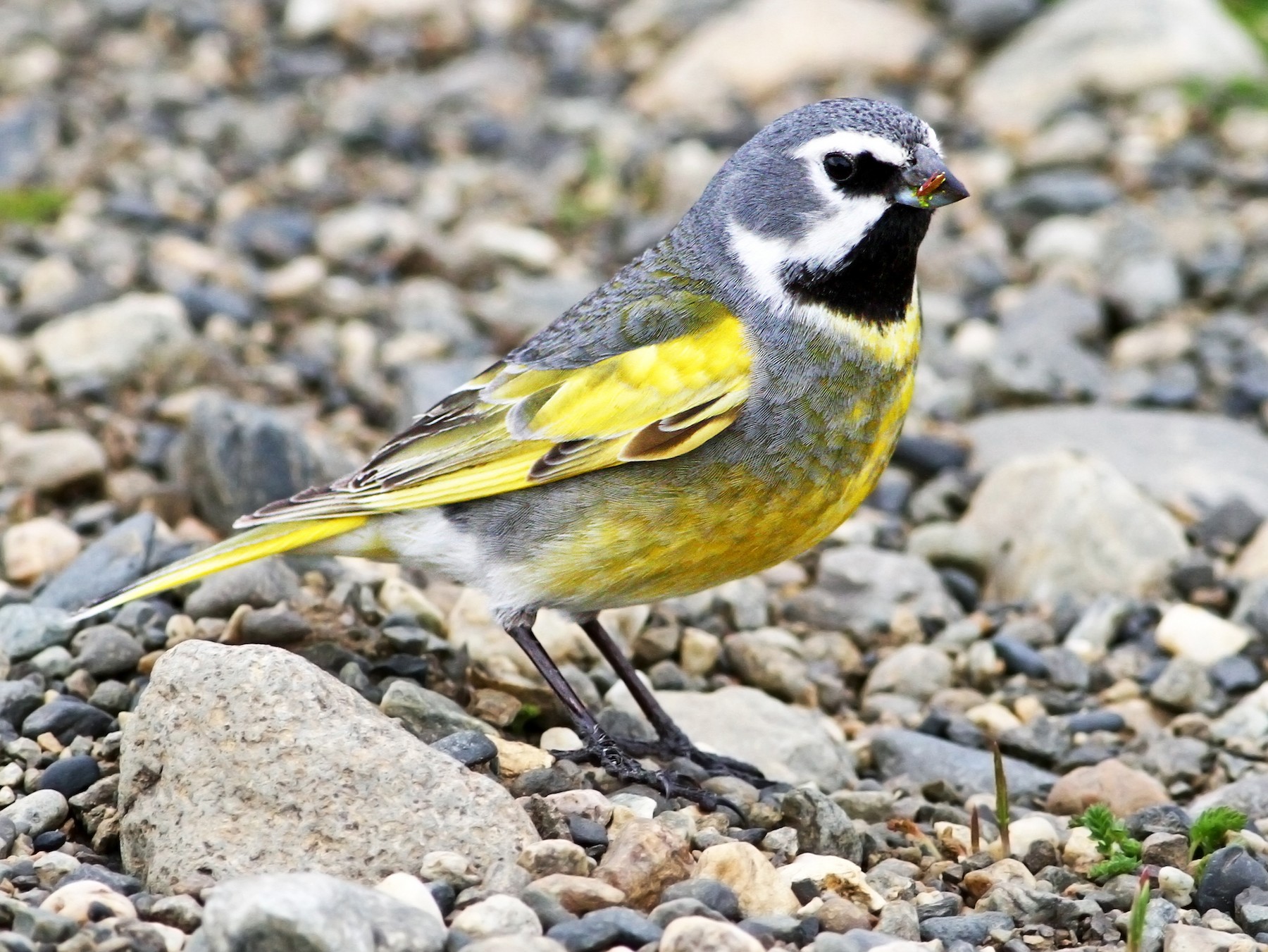 White-bridled Finch - eBird
