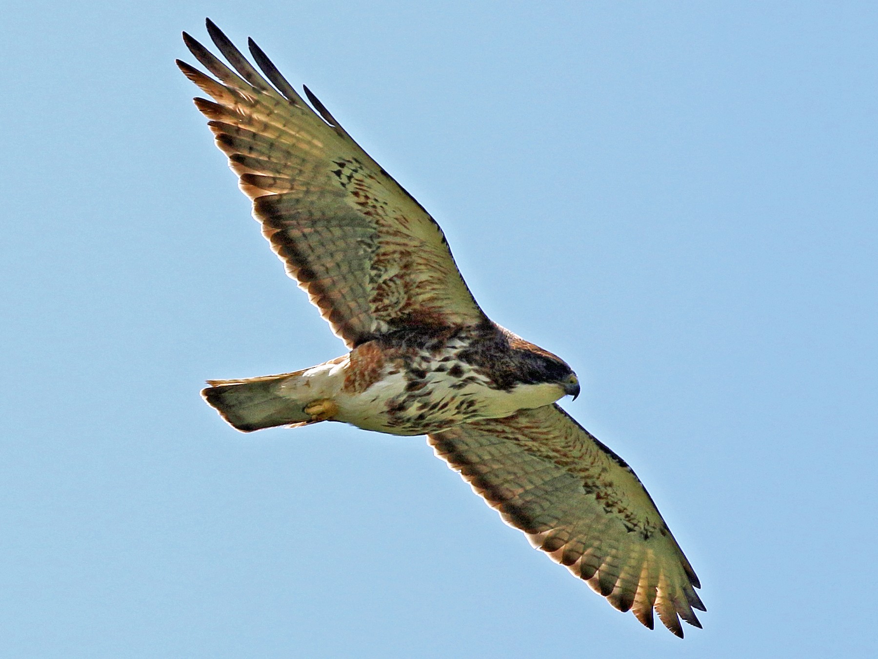 Aguilucho chico - eBird