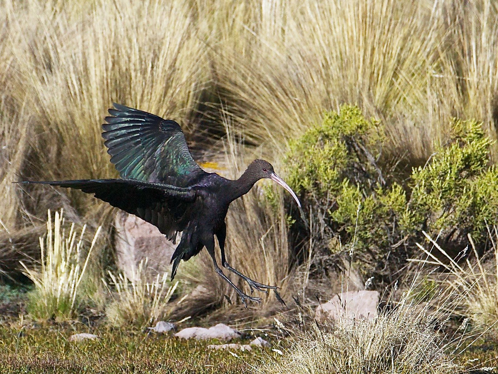 Puna Ibis - eBird