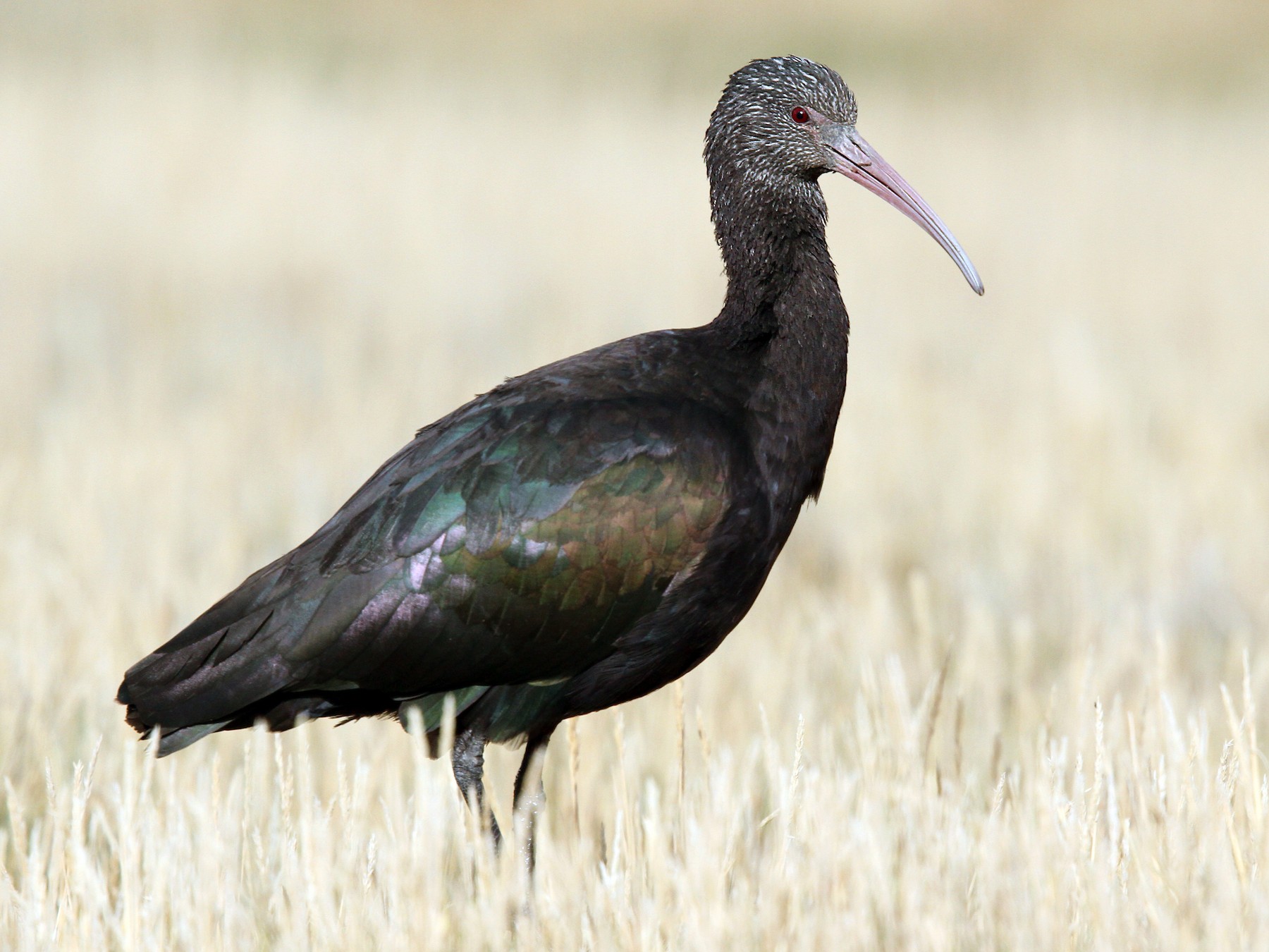 Puna Ibis - eBird
