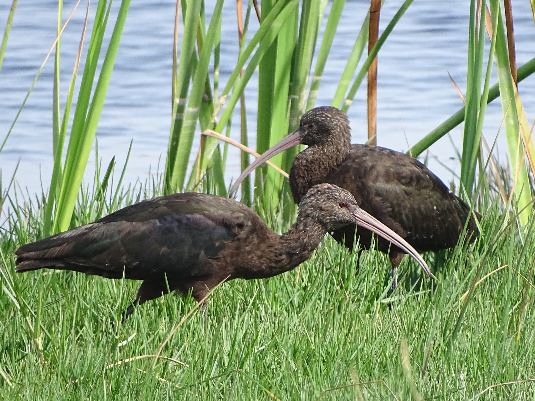 Puna Ibis - eBird