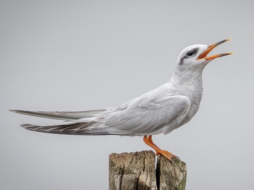 Snowy-crowned Tern - eBird