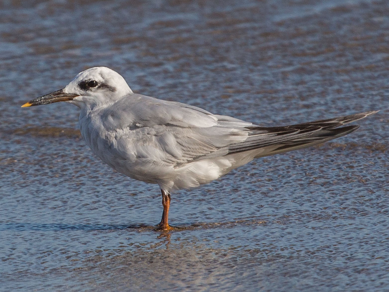 Snowy-crowned Tern - eBird