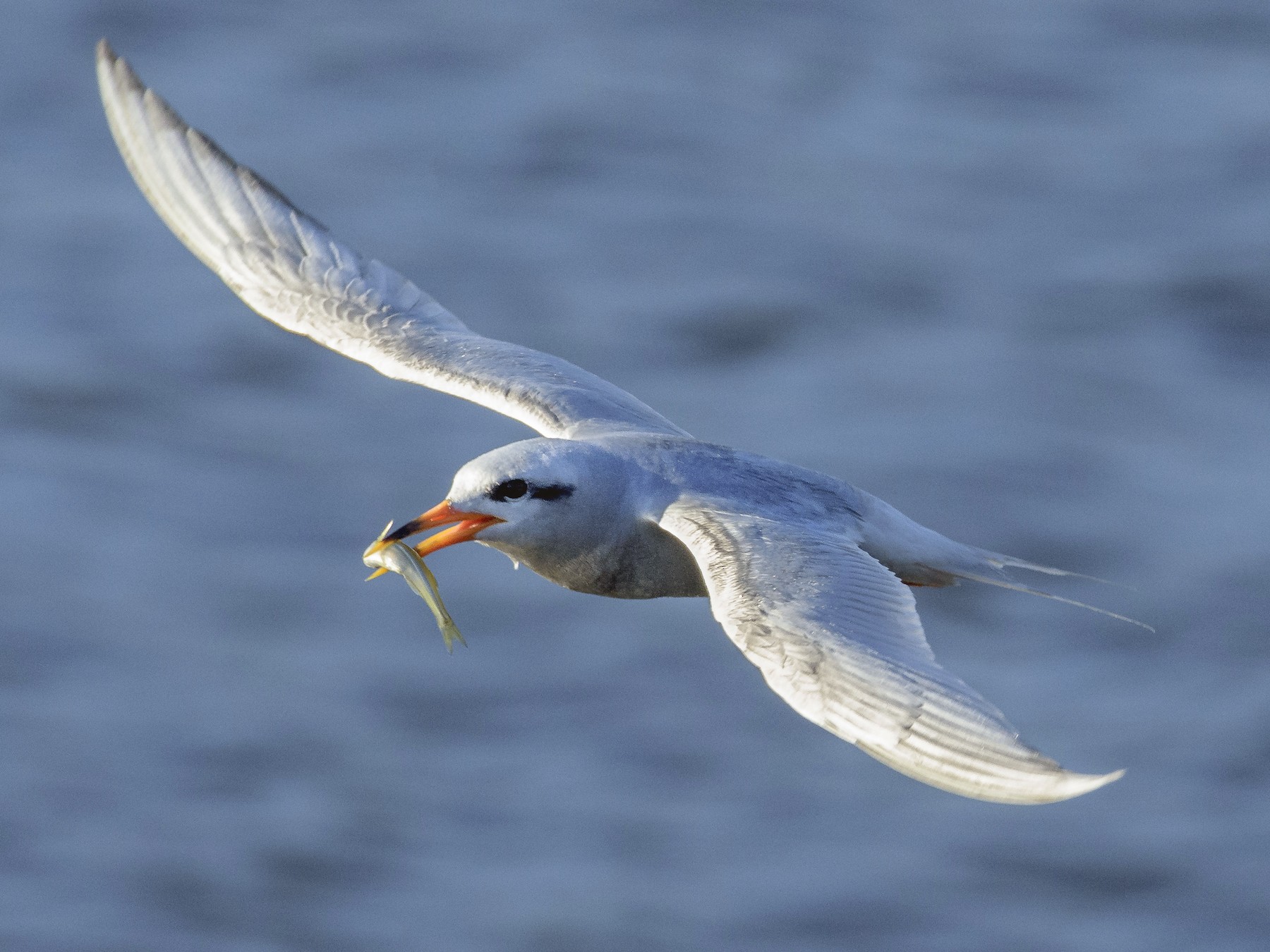 Snowy-crowned Tern - eBird