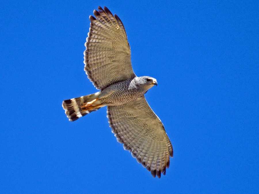 Gray Hawk - eBird