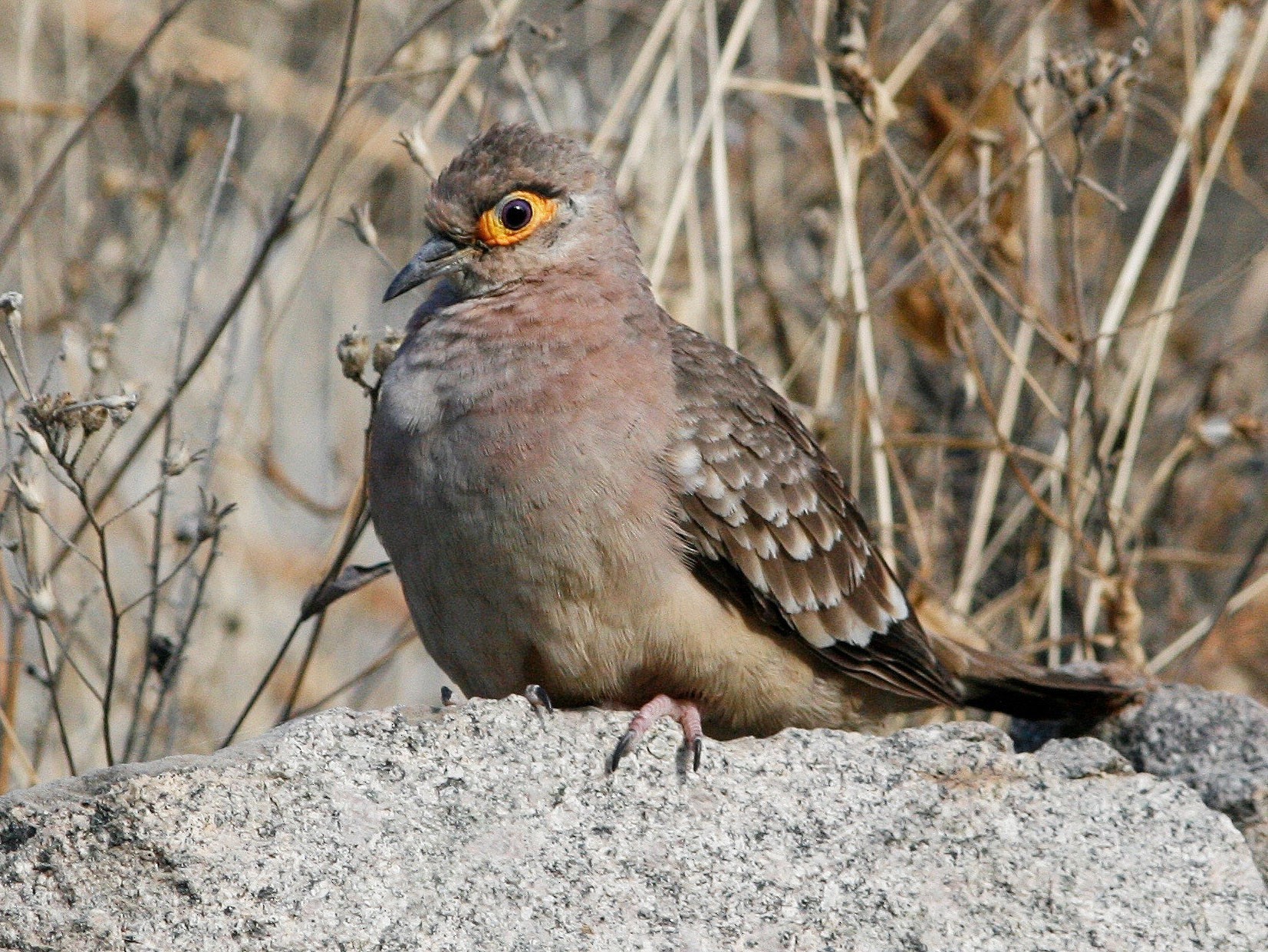 Bare-faced Ground Dove - eBird