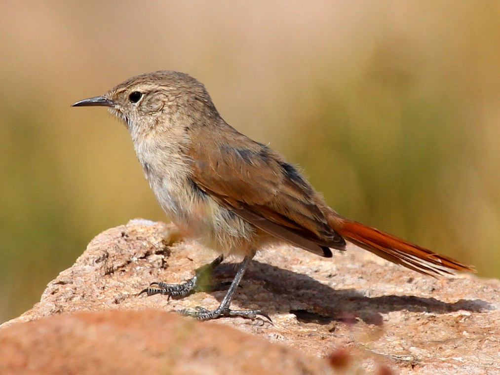 Cordilleran Canastero - eBird