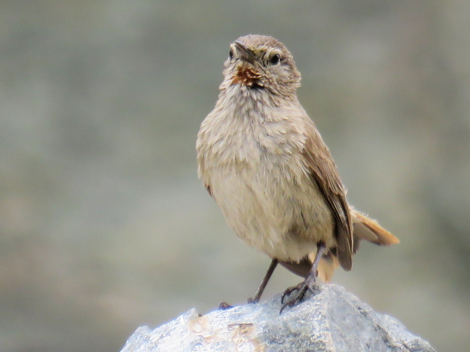 Cordilleran Canastero - eBird