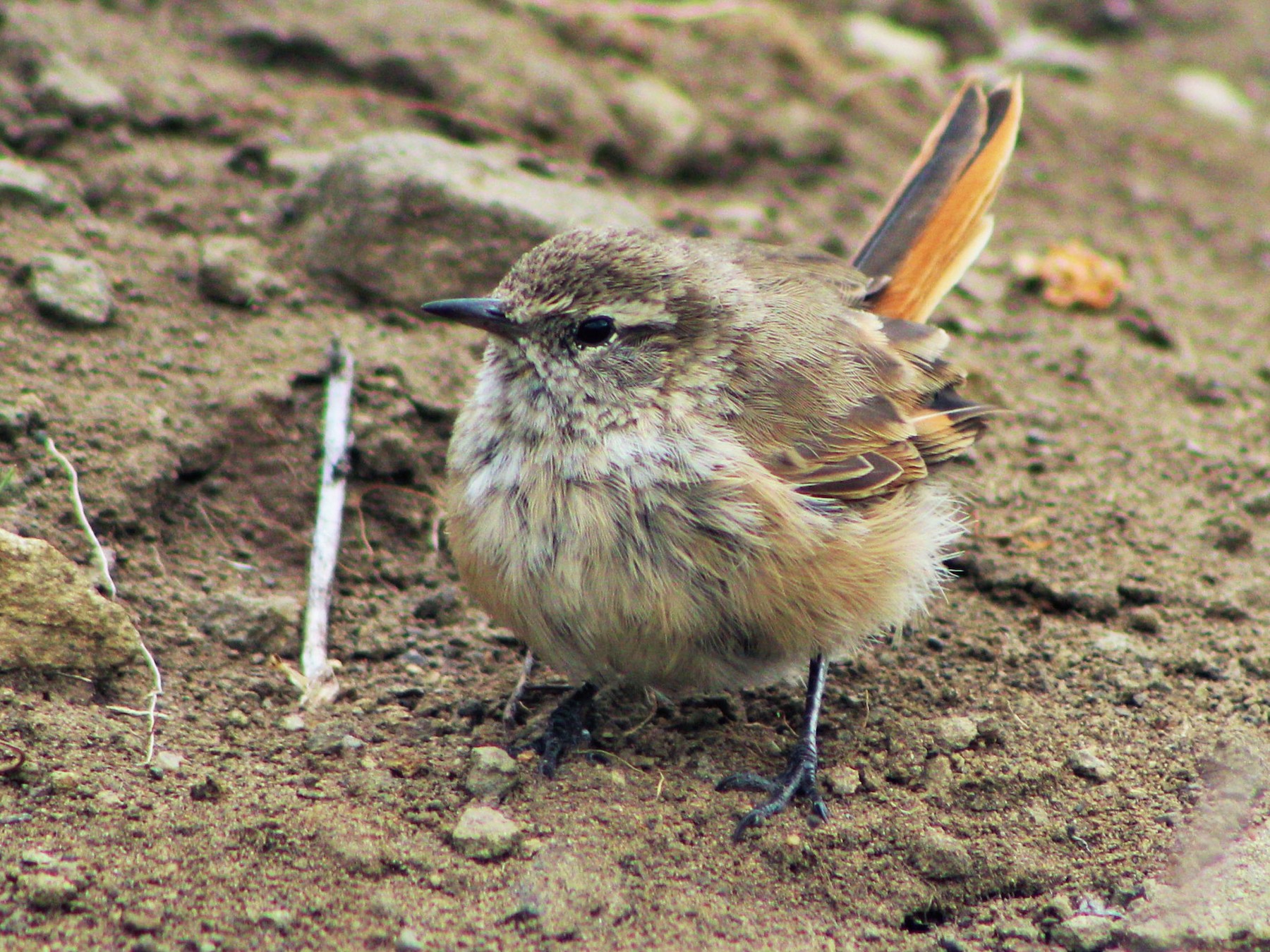 Cordilleran Canastero - eBird