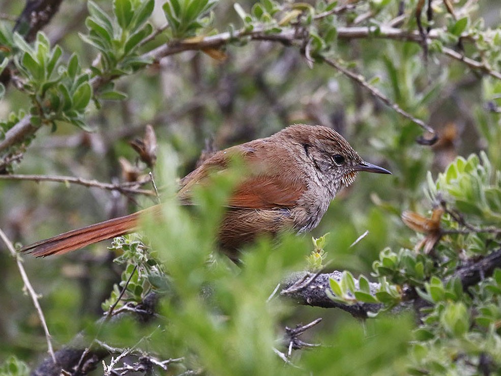 Canyon Canastero - eBird