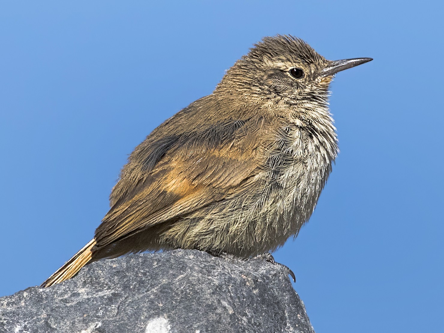 Canyon Canastero - eBird