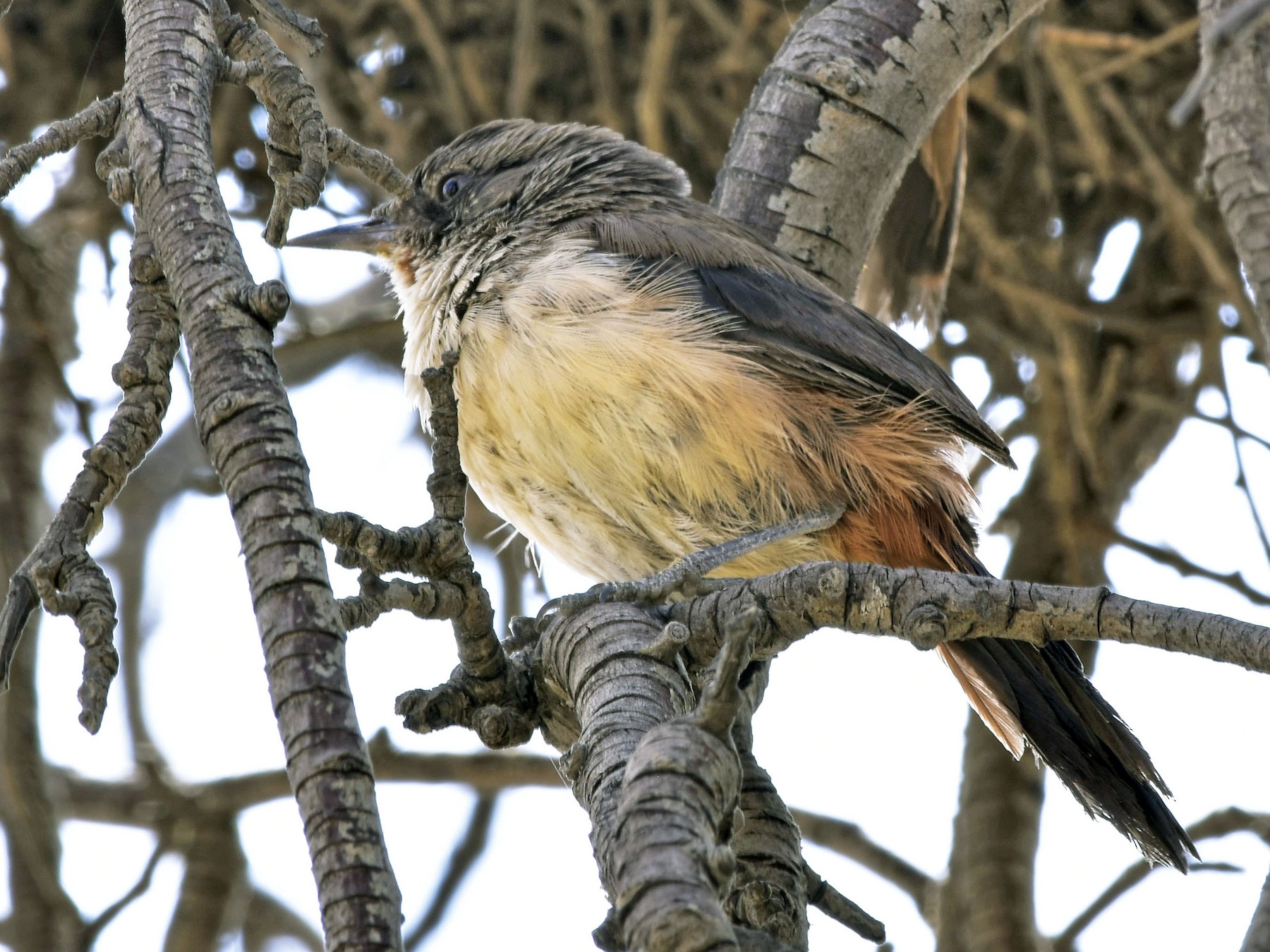 Synallaxe de d'Orbigny - eBird