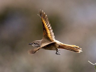 Sharp-billed Canastero - eBird