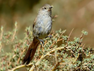 Sharp-billed Canastero - eBird