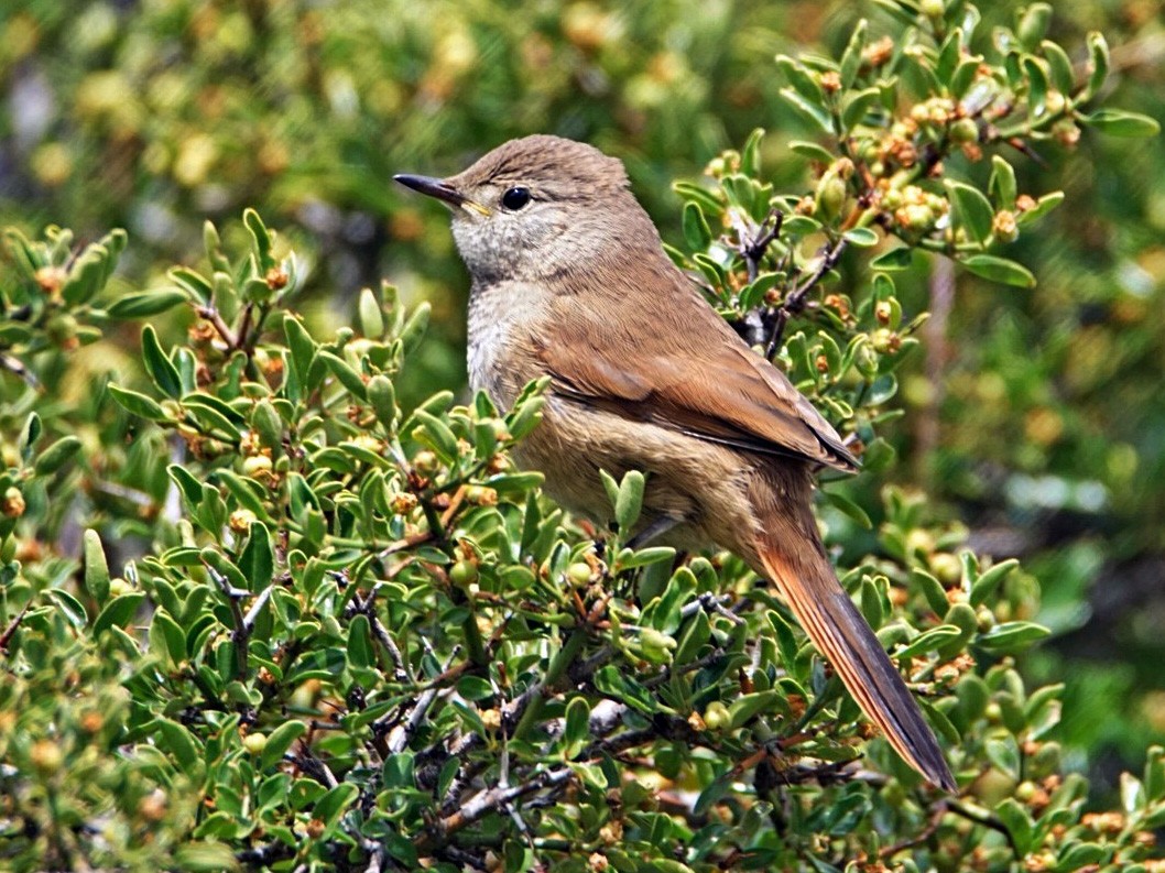 Sharp-billed Canastero - eBird